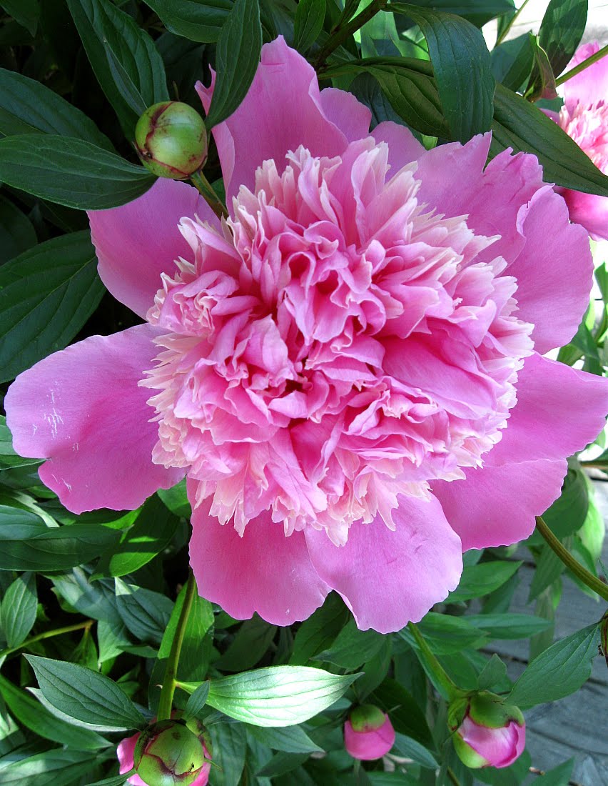 Pink Rose: All Time Favorite Flowers