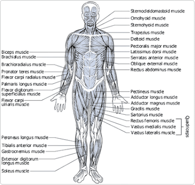Human A & P: Muscular System
