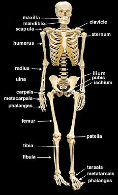 Human A & P: Skeletal System