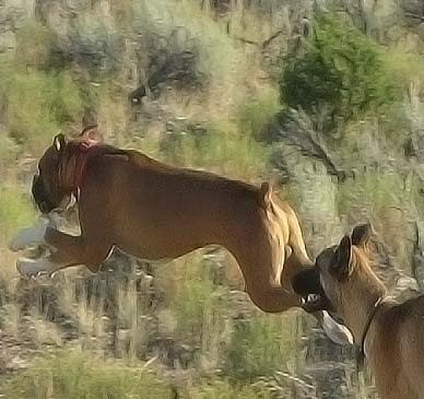 Boxer Hunting | Dog Breeds Index