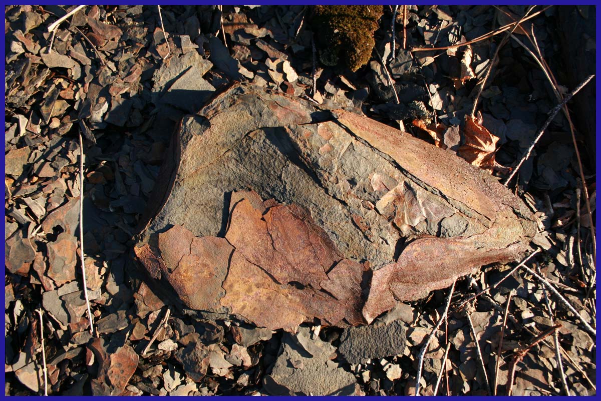 NY Shale Gas Now!: Contentious Bedrock: Photos of Marcellus Shale From ...