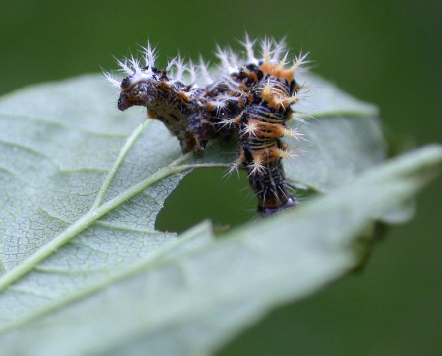Mälarönatur I: Larverna