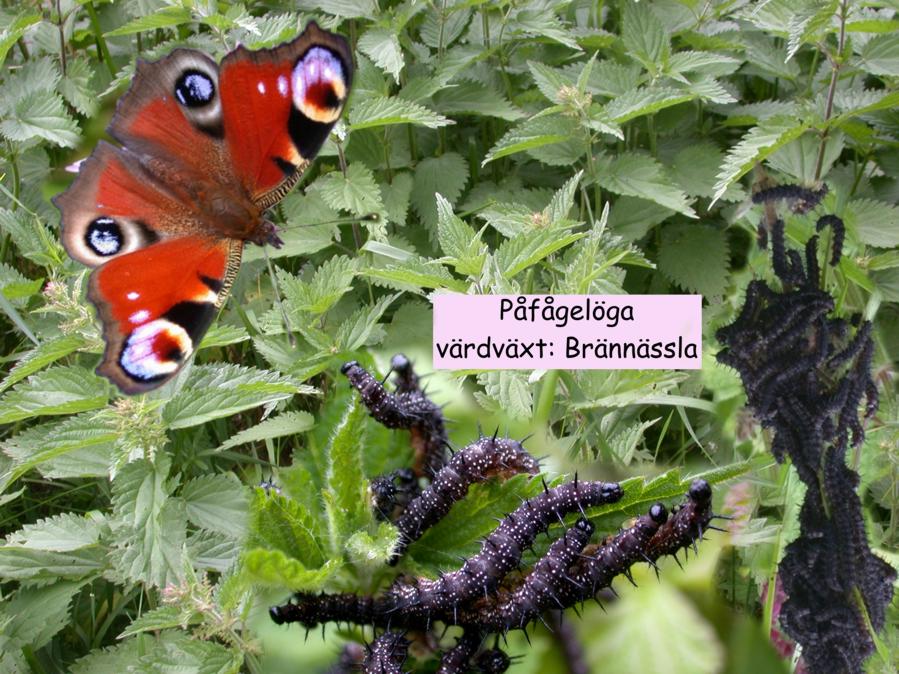 Mälarönatur I: Larverna