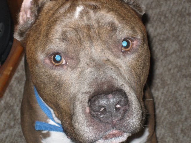 The Real Pit Bull Blog: Once upon a time, there was a website called ...