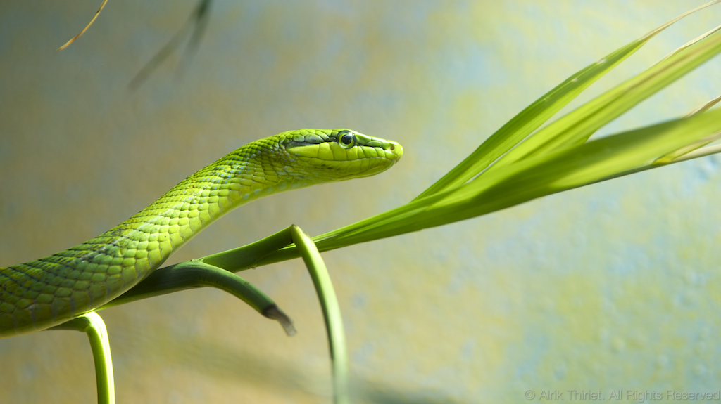 Photogénique: The beauty of snakes - Houston Zoo