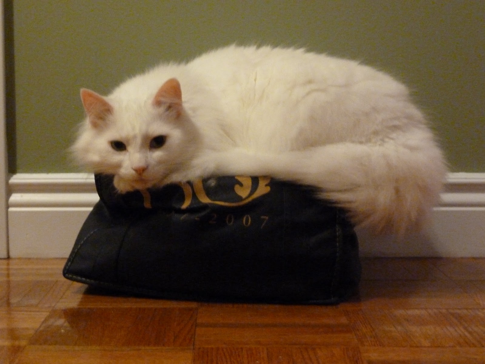 Awakening Choice: KITTY CAM