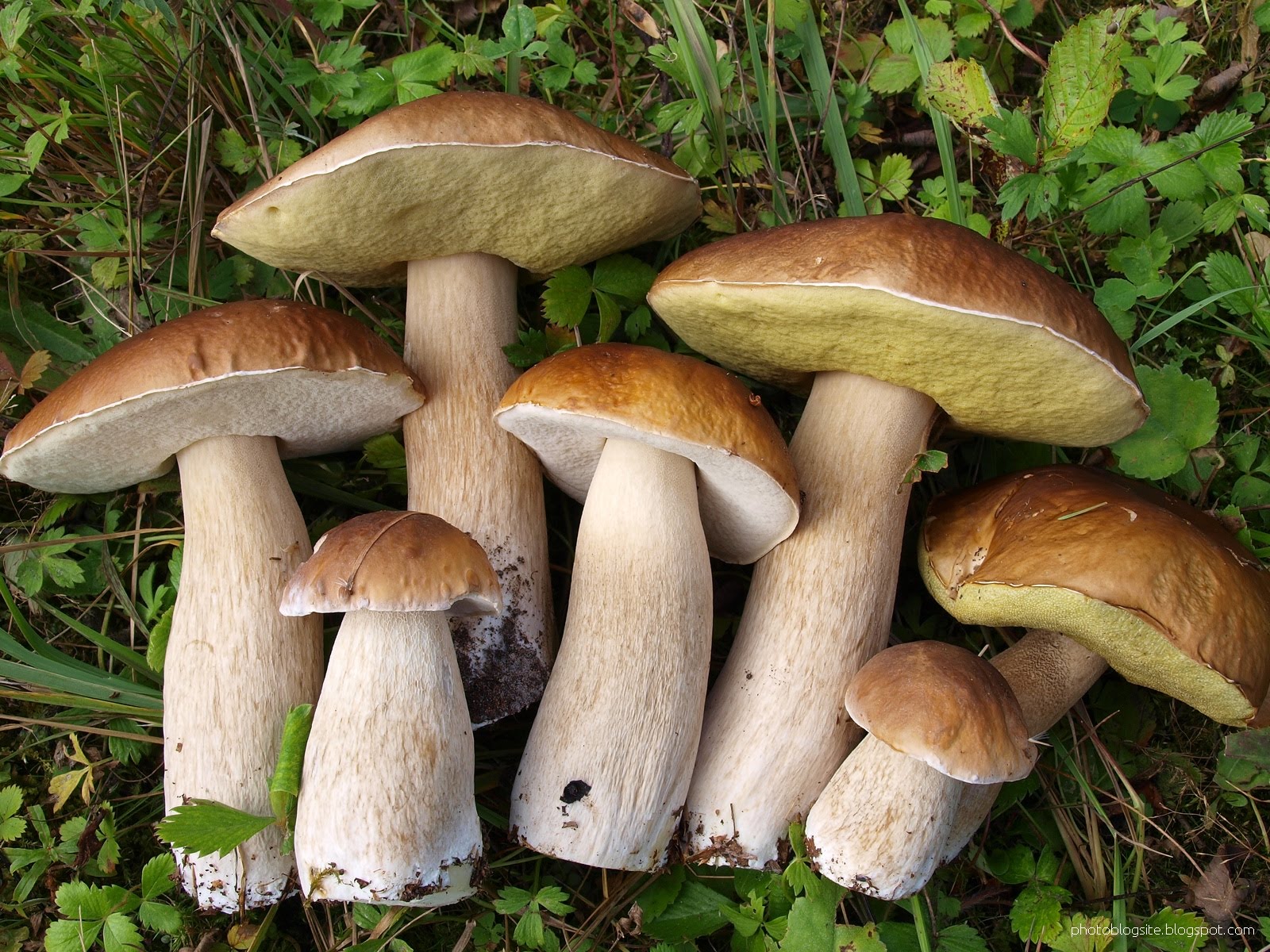Sēnes - PhotoBlogSite