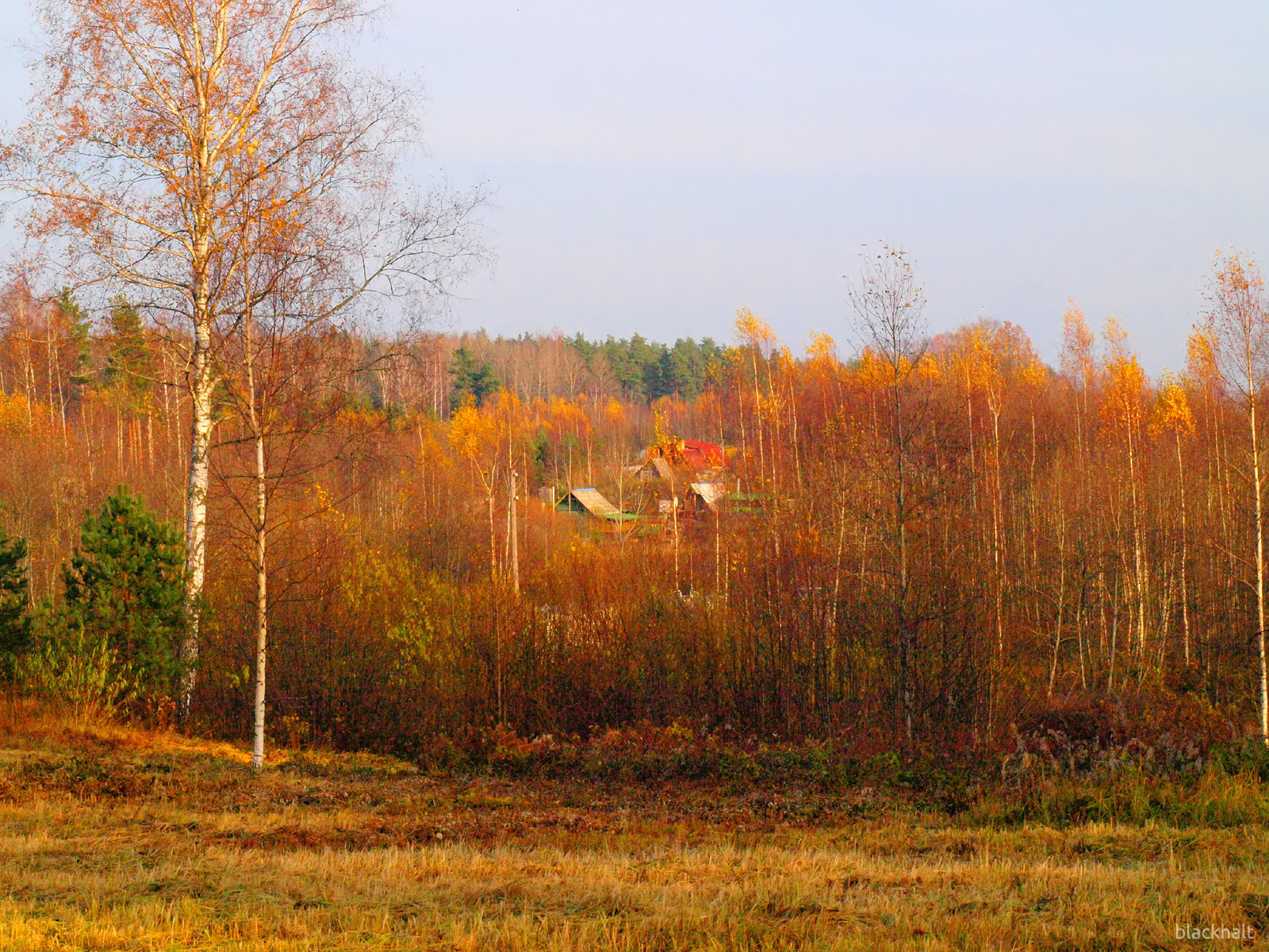 Rudens, mežs, krāsas - PhotoBlogSite