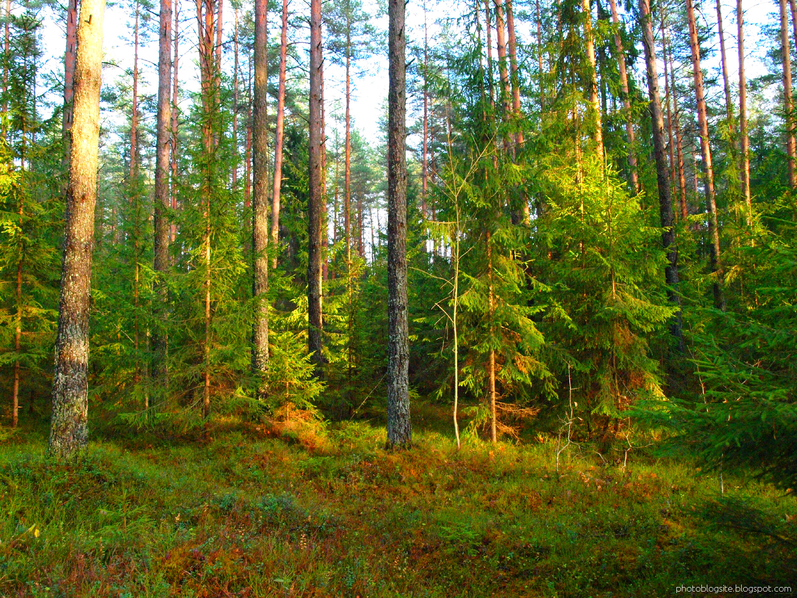 Rudens, mežs, peļķes - PhotoBlogSite