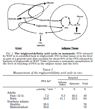 Glyceroneogenesis and the Triglyceride/Fatty Acid Cycle
