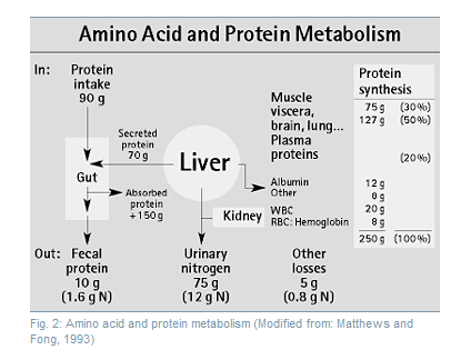 Protein Metabolism