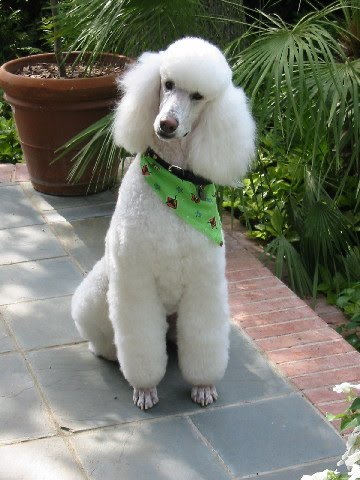Raças de Cachorros: Poodle