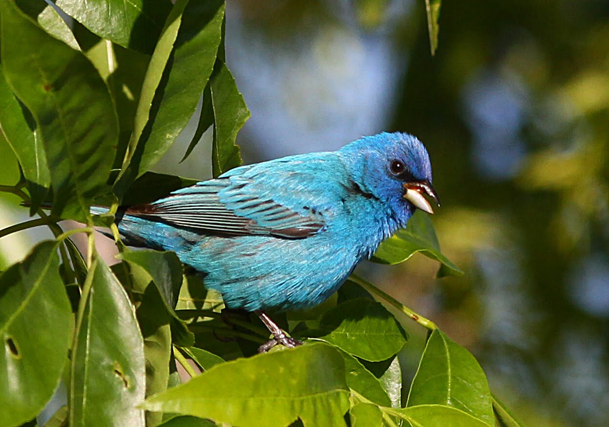 Hannibal's Animals: Indigo Bunting