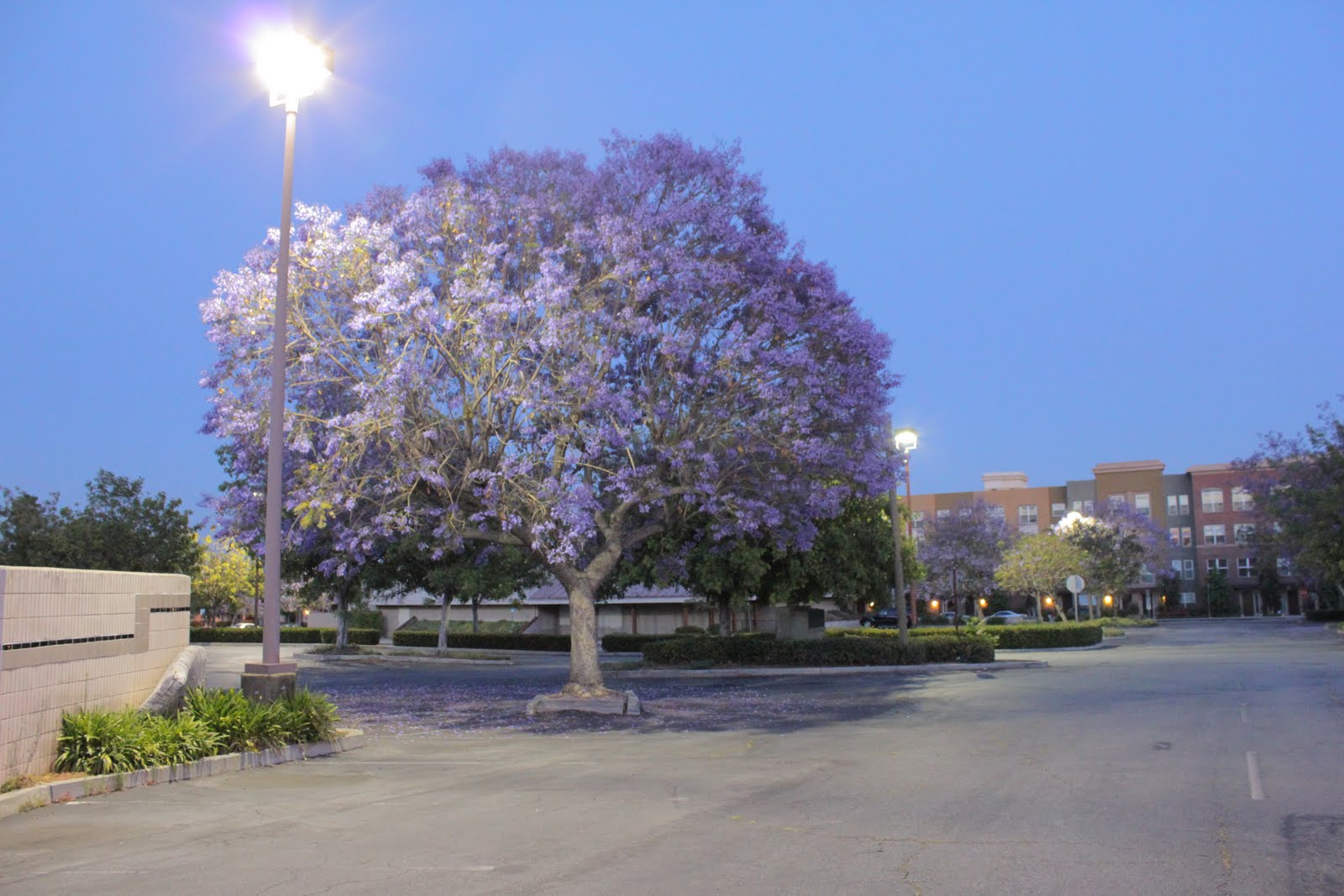 Spoke & Words: An Ube Tree