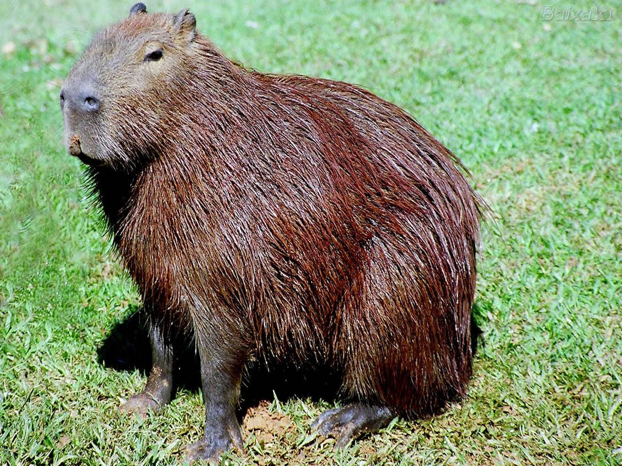 Planeta ConVida: A Capivara