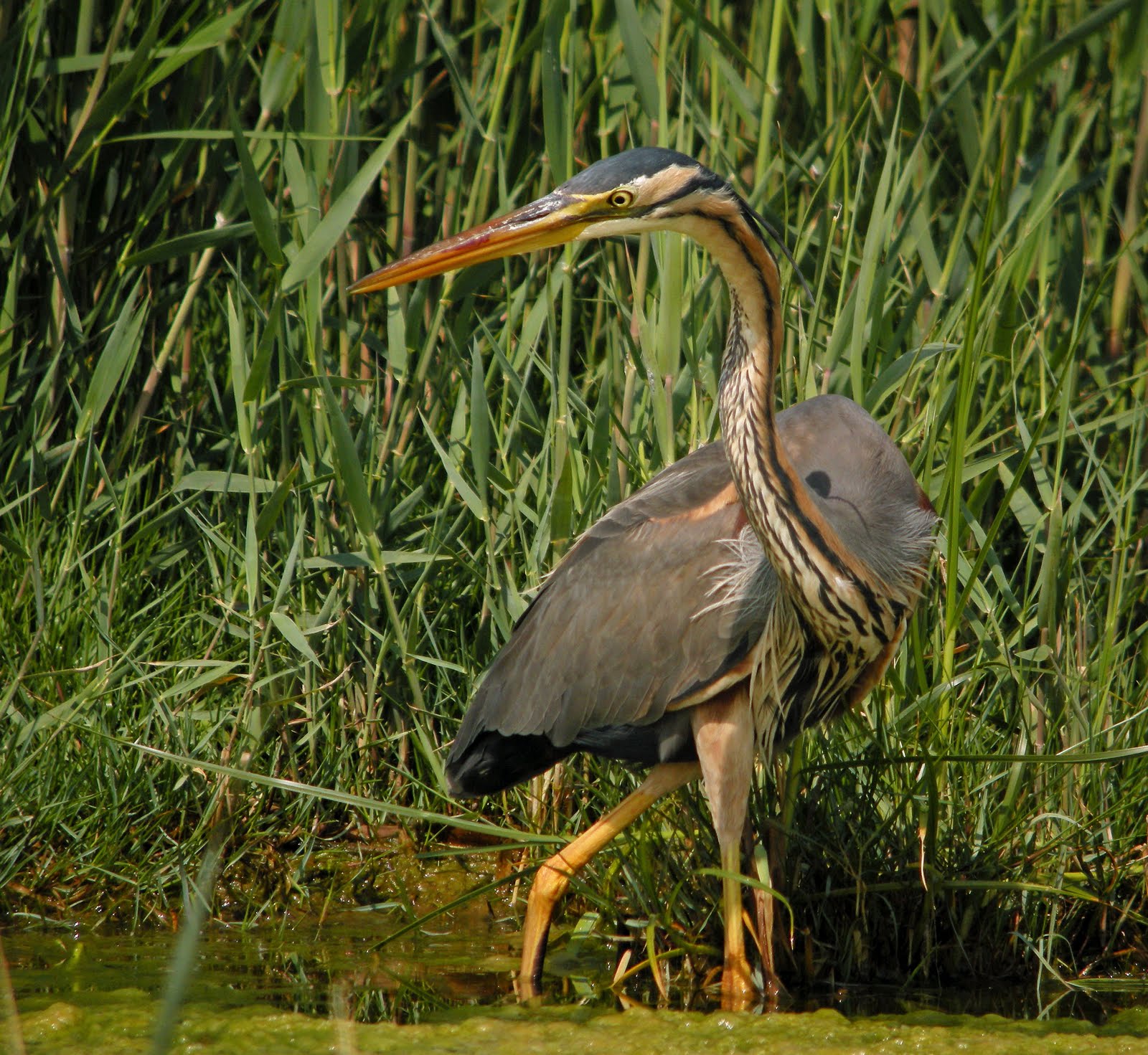 Cuaderno de campo: Garza Imperial (Ardea purpurea)