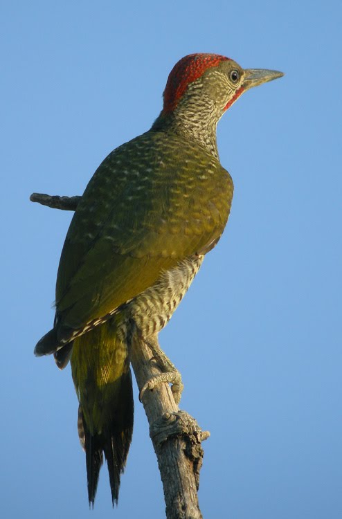 Cuaderno de campo: Pito real