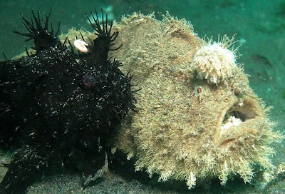 PesonA Info: Ikan Aneh di dunia