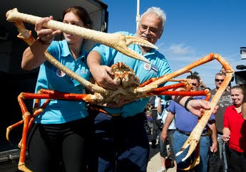 Kepiting Laba laba Jepang ~ JelajAh DuNia