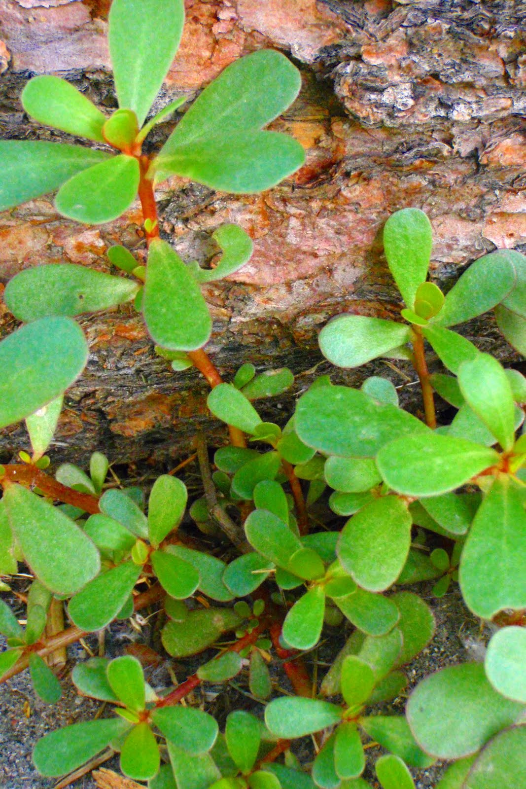 Wild About - Purslane