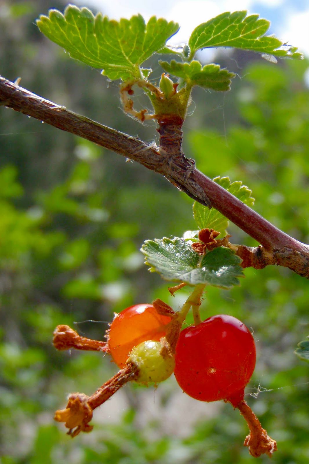 Wild About - Red Currants
