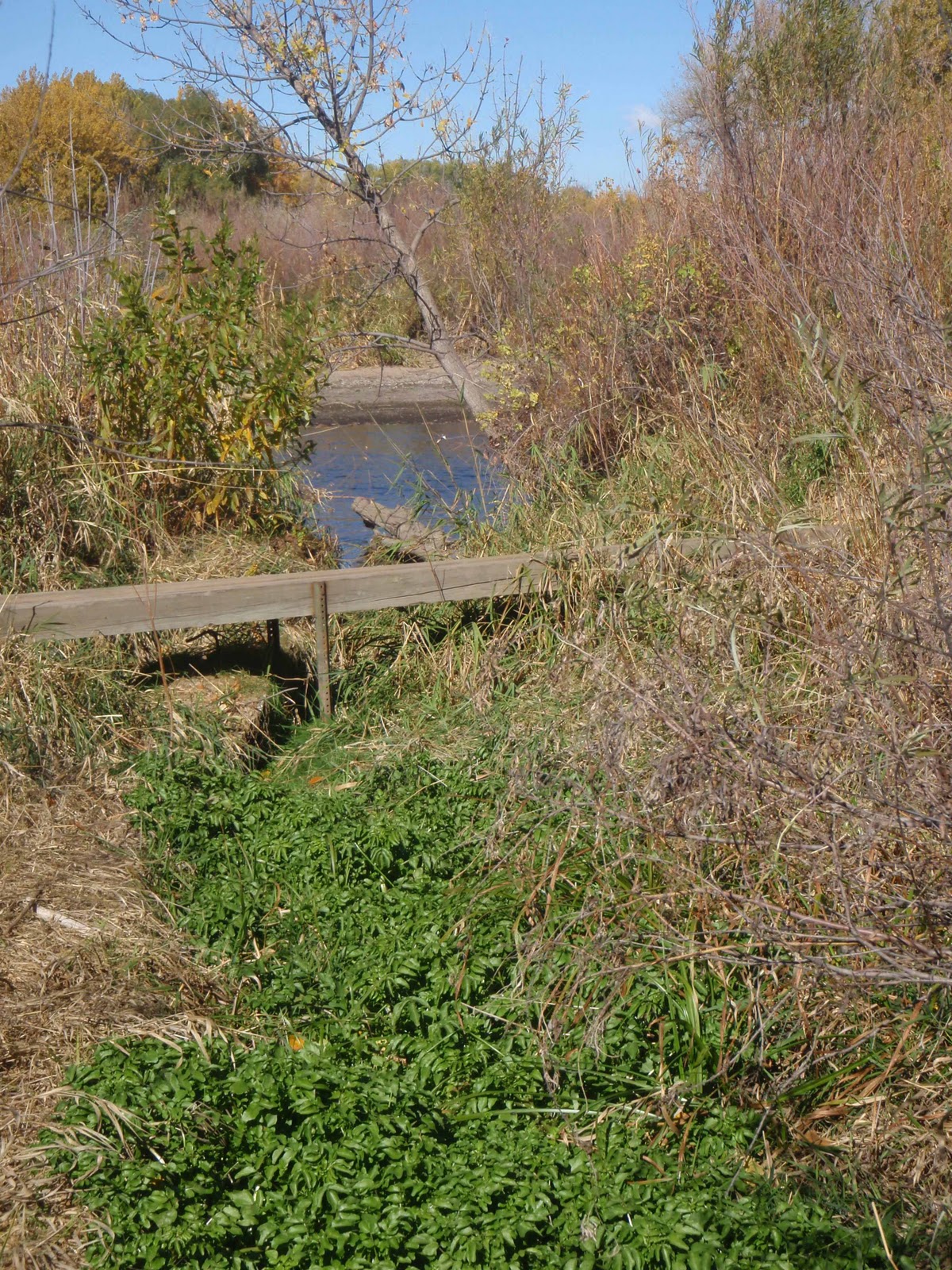 Wild About - Watercress