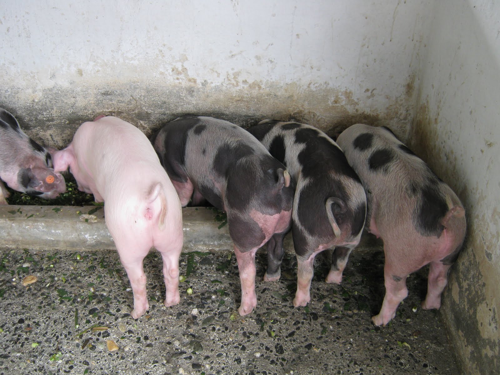 Agropecuaria Yazzir IE De Rozo: junio 2010