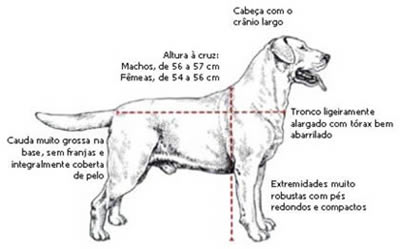 Cão labrador - THE BEST: Características da raça Labrador Retriever: