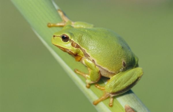 COLOR OF FROG – Real and Rare Photos Of The Day