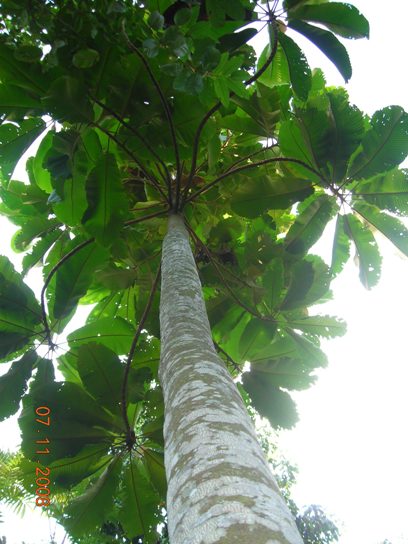 Pokok-Pokok Hutan Malaysia: Kenali Pepohon Hutan di Persekitaran Anda