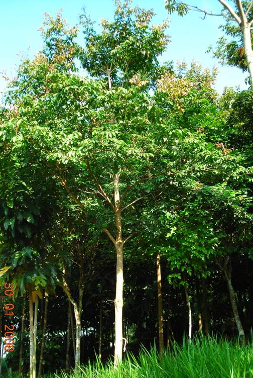 Pokok-Pokok Hutan Malaysia