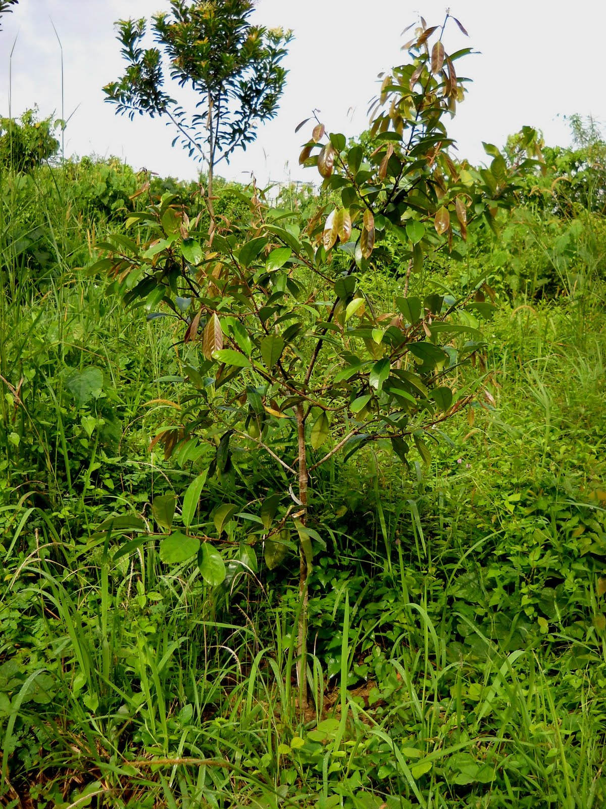 pokokkayu@gmail.com: 2010