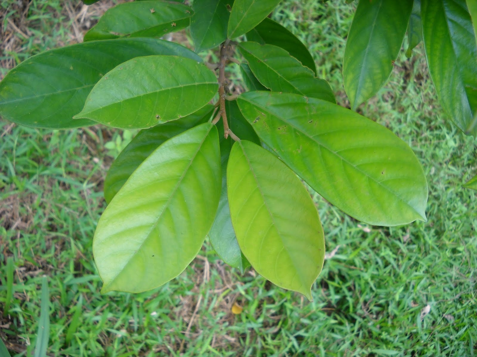 pokokkayu@gmail.com: 2010