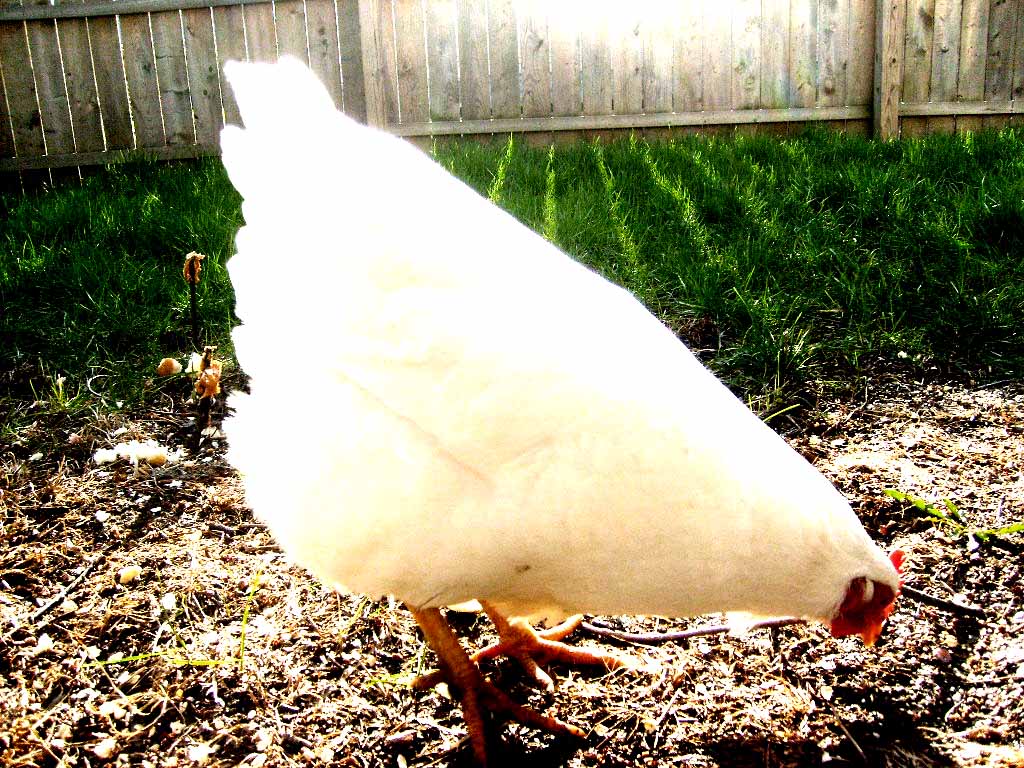 Urban Bird Muncie: Welcoming Chickens Back to Town