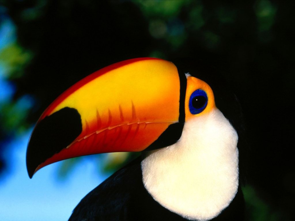 Fotos de Aves Exoticas | Fotos e Imágenes en FOTOBLOG X