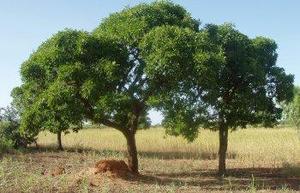 Batty's Bath: Handmade Soap Canada: The Wonderful Shea Butter Tree