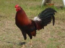 COMO SELECCIONAR GALLOS PARA EL COMBATE