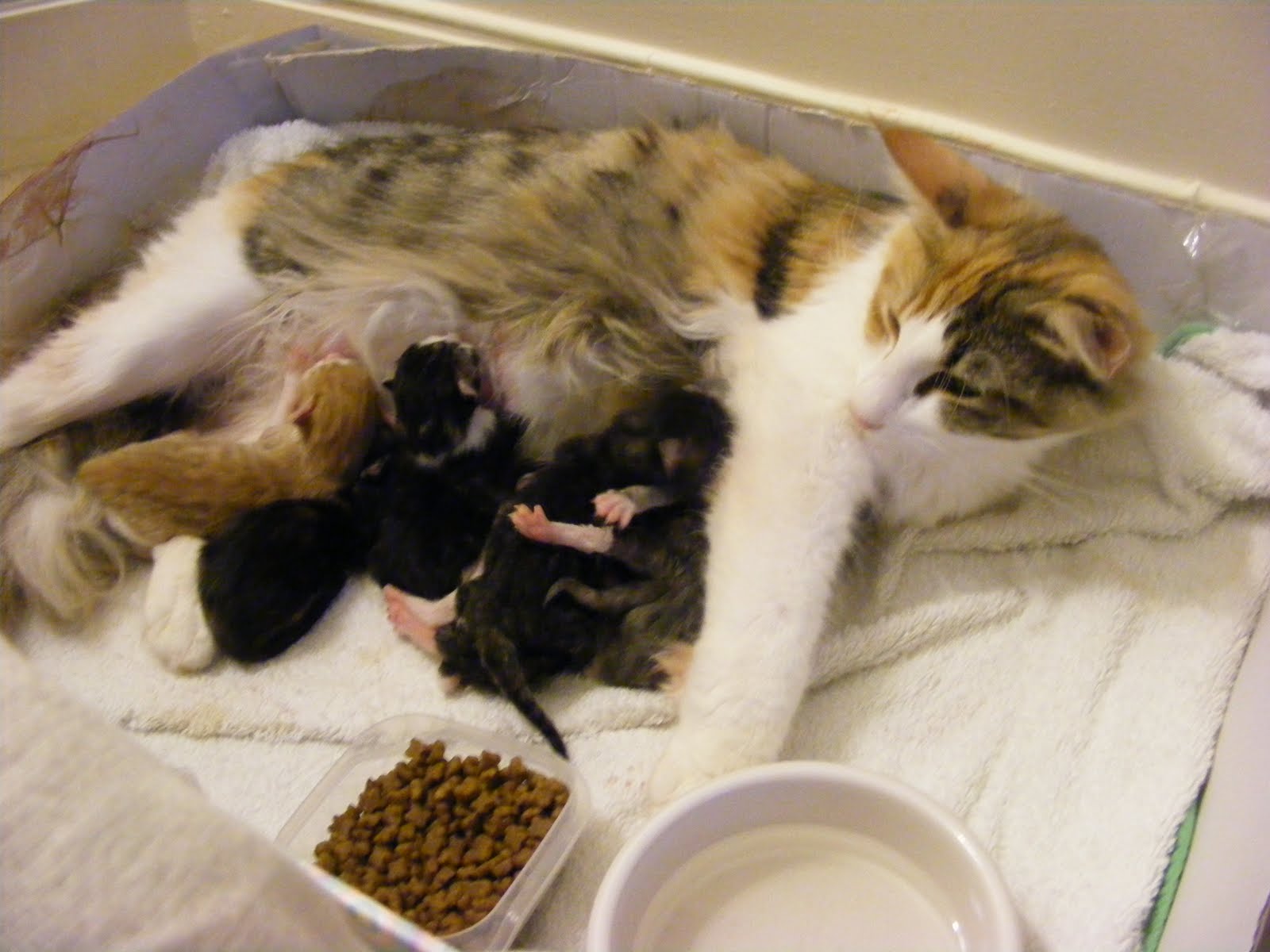 Naissance de chatons norvégiens: La naissance : 24 août 2010