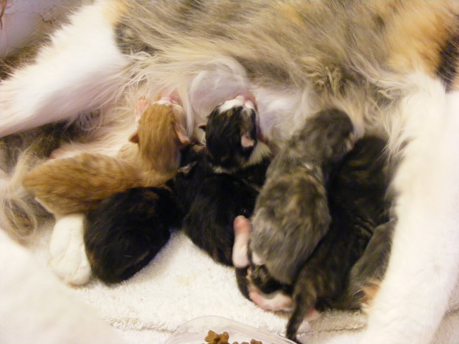 Naissance de chatons norvégiens: La naissance : 24 août 2010