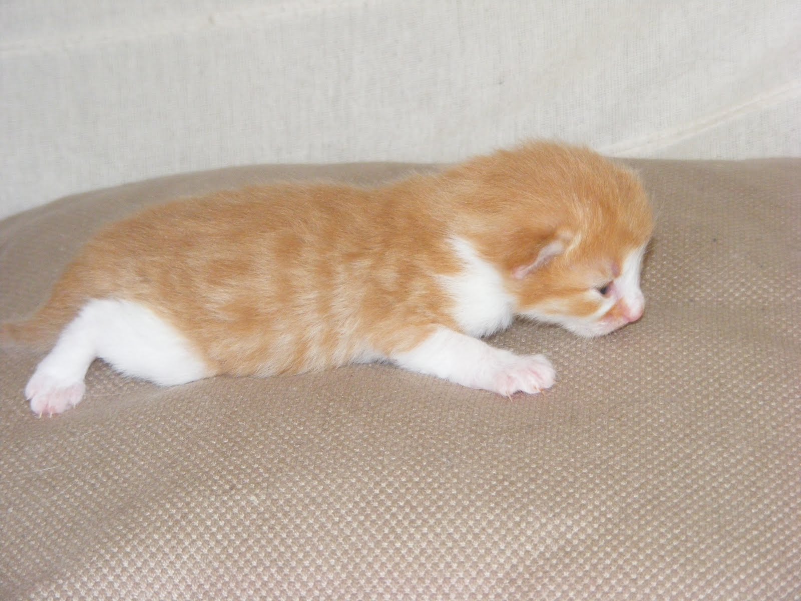 Naissance de chatons norvégiens: Voici Franky V. !-Réservé-