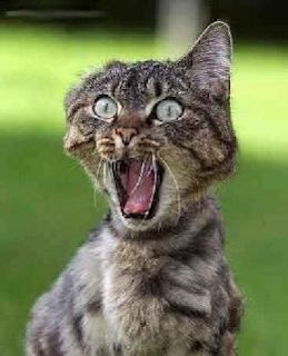 Les filles: Chat terrifié