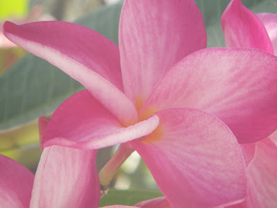 Daily Photos in St. Thomas: Flowers Everywhere