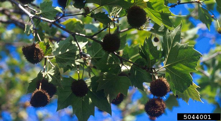 Tree Notes: Sycamore Fruit