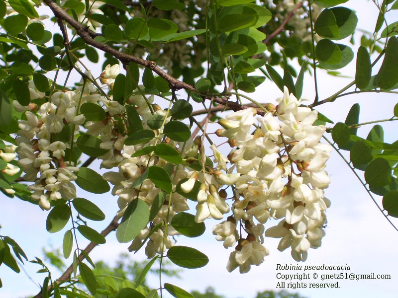 Tree Notes: Black locust blossoms