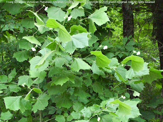 Tree Notes: Young sycamore tree (American planetree)