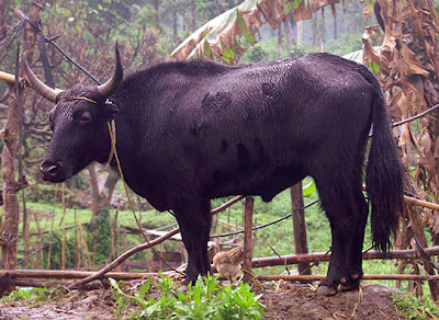 Back of the Cereal Box: Some Hybrid Animal Math