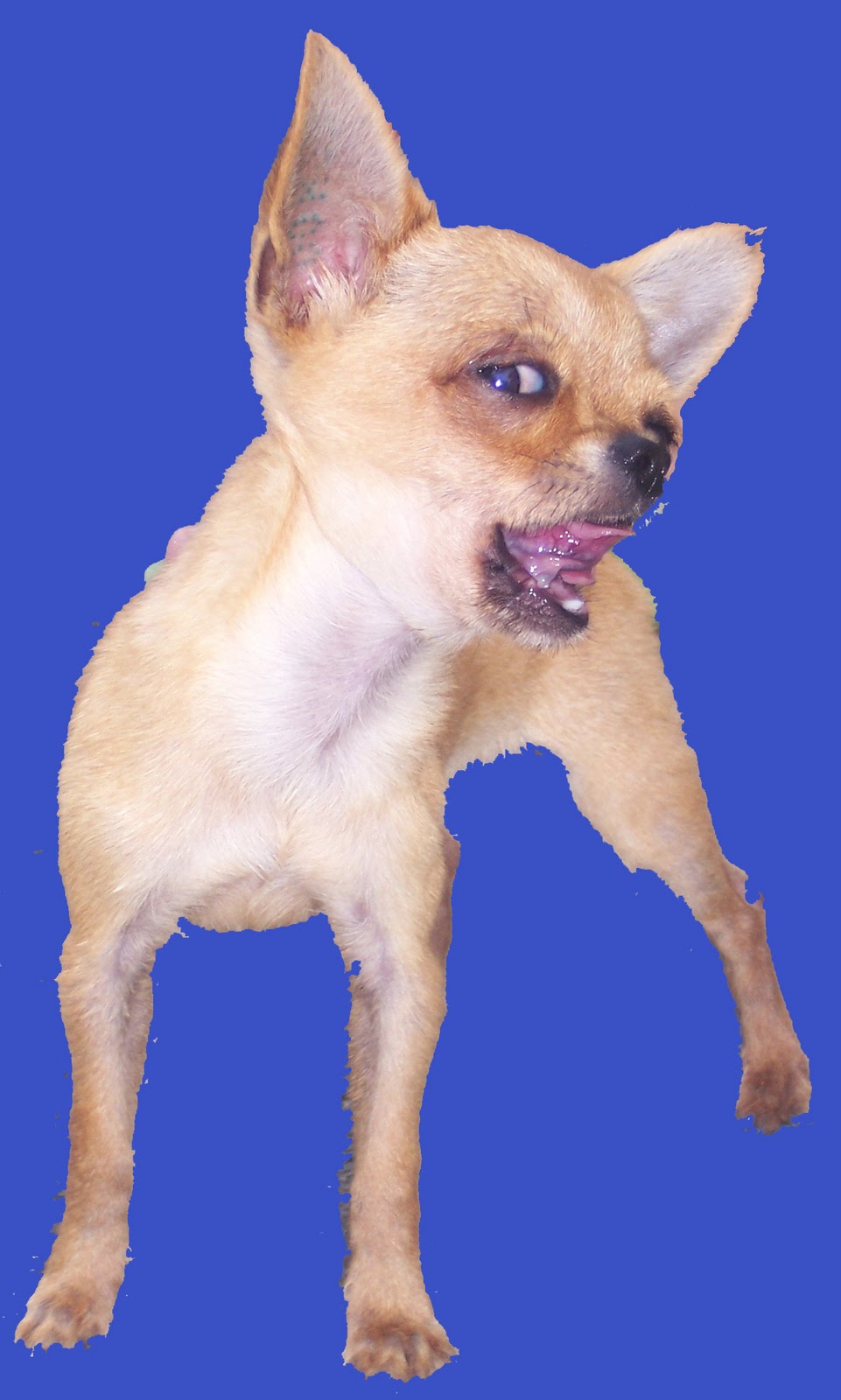 small & smart dog: CHOCCHA THE BEAUTIFUL CHIHUAHUA