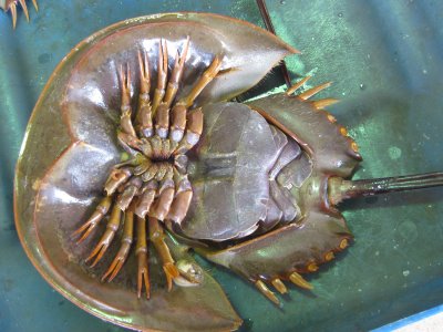 Sape makan belangkas