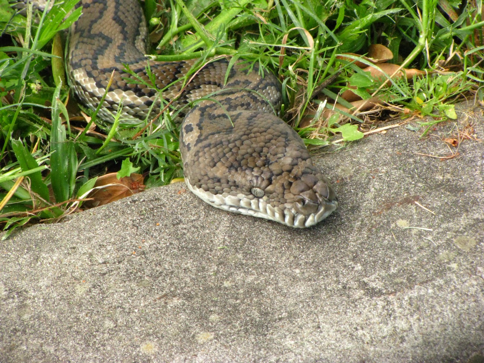 Travels with Lil': Parrots and Pythons