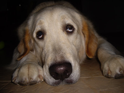 Amber's Personal Diary: Grooming the Fat Golden Retriever named, Chloe